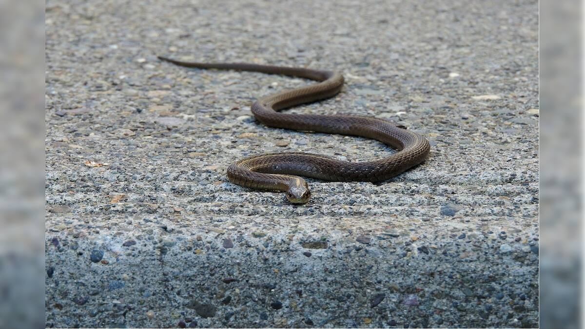 Delhi Flood: বন্যা নিয়ে অস্বস্তির মধ্যে এবার ভয়াল আতঙ্ক, ঘর-ঘর থেকে ...