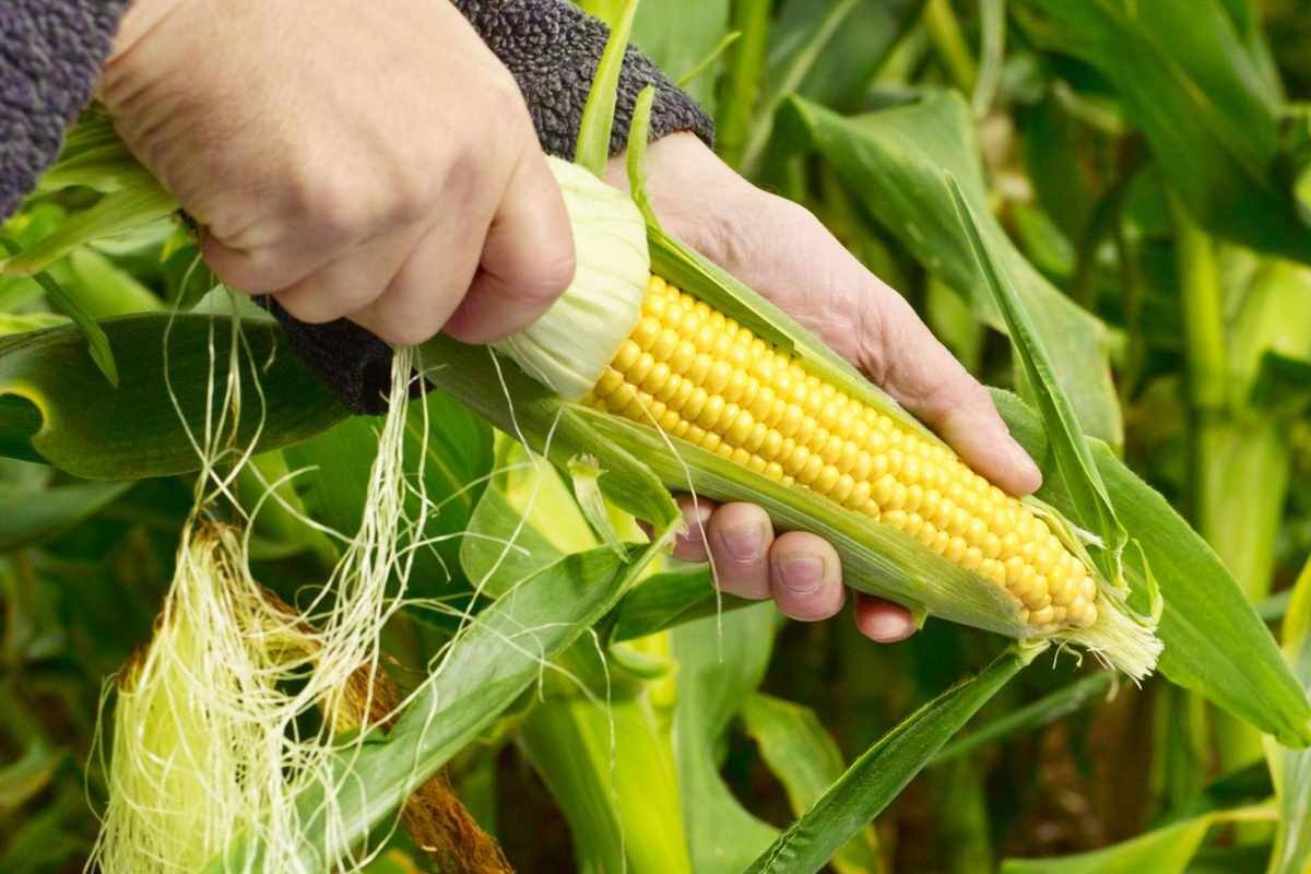 Benefits of Corn : বর্ষায় ভুট্টায় এক কামড়, আর আপনি চাঙ্গা! জানেন এই ...