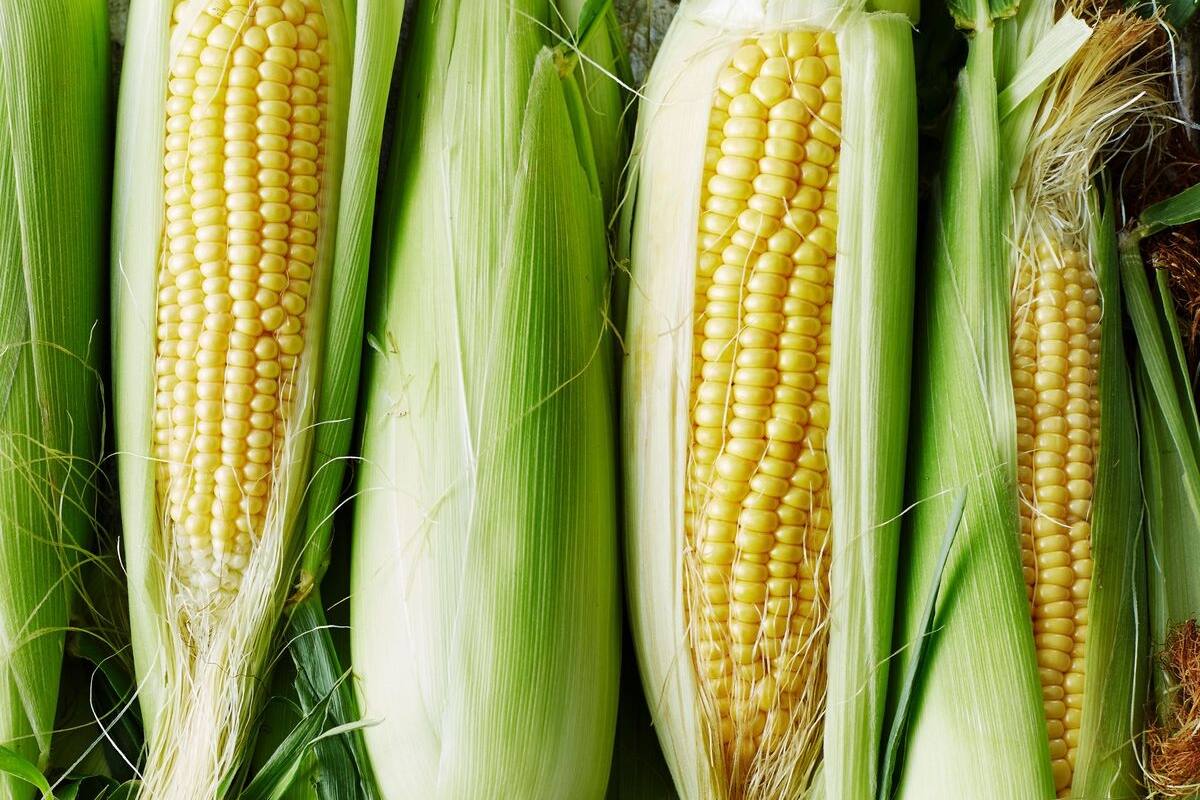 Benefits of Corn : বর্ষায় ভুট্টায় এক কামড়, আর আপনি চাঙ্গা! জানেন এই ...