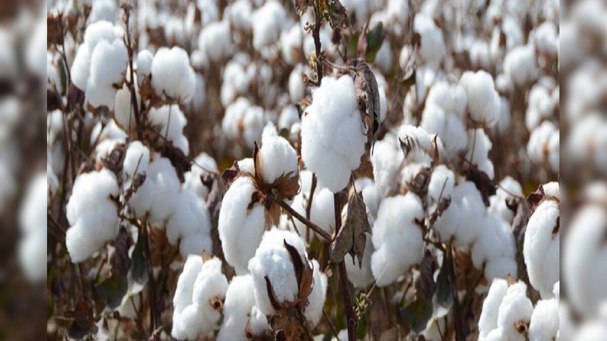 Cotton Farming: তুলা চাষের শত্রু এই সব রোগ, জেনে নিন ফসল বাঁচাতে কী ...