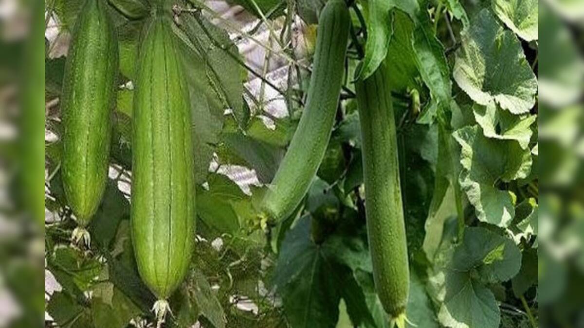 Agriculture: মাসে খরচ মাত্র ১০০০ টাকা, ধুঁধুলের বিকল্প চাষে আপনিও হতে ...