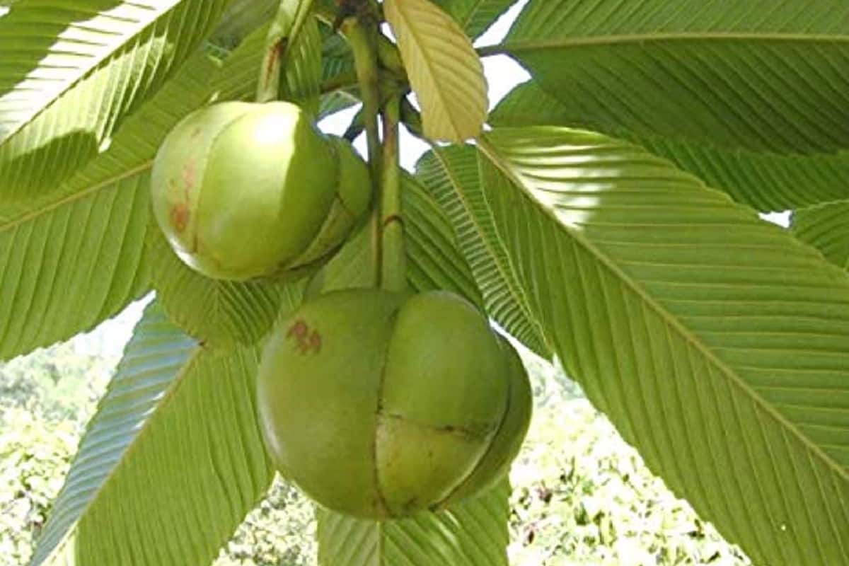 Chalta fruit English Term : ভরপুর পুষ্টি, চাটনি হোক বা আচার, স্বাদের ...