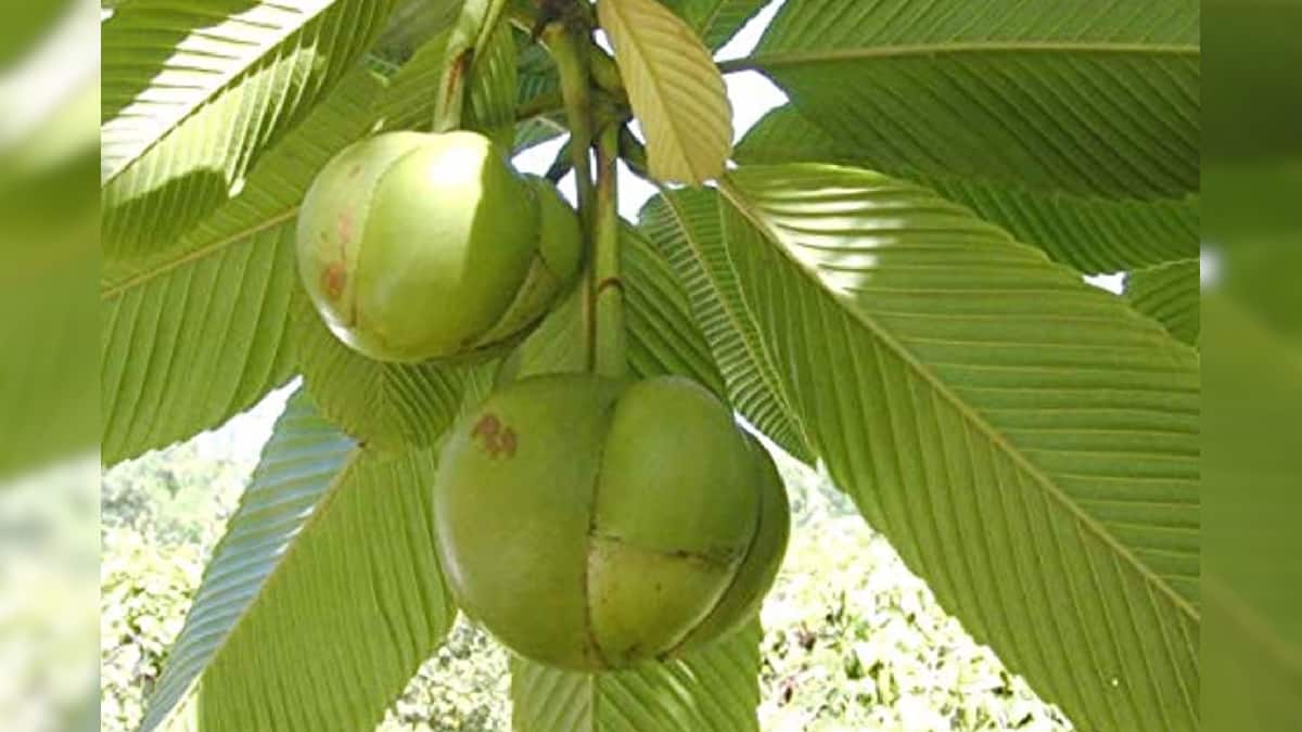 Chalta fruit English Term : ভরপুর পুষ্টি, চাটনি হোক বা আচার, স্বাদের ...