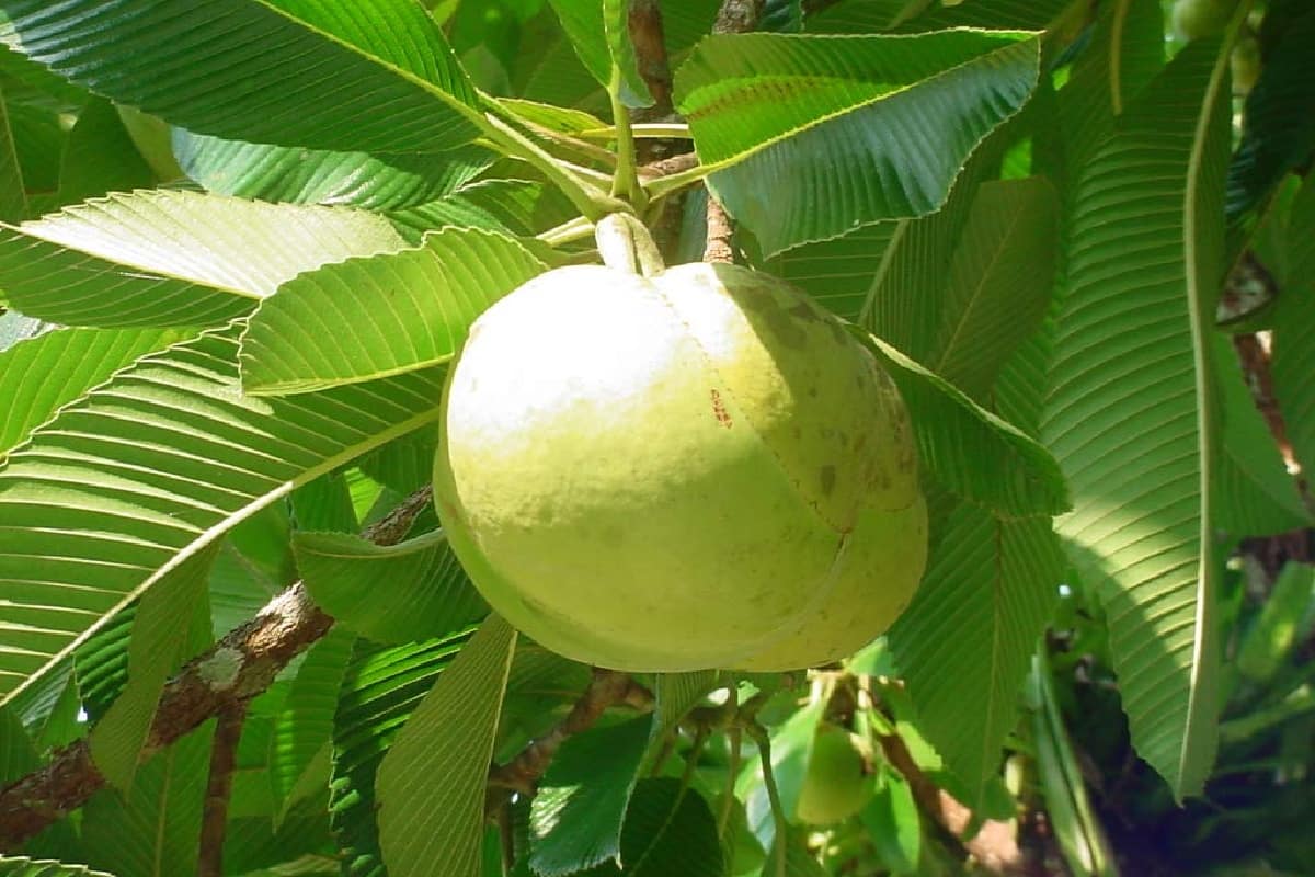Chalta fruit English Term : ভরপুর পুষ্টি, চাটনি হোক বা আচার, স্বাদের ...