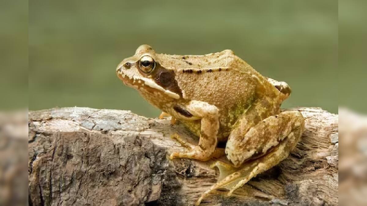 Vastu for frog : বাড়ির পাশে ব্যাঙের উৎপাত? জানেন কি, এই প্রাণির আগমন ...