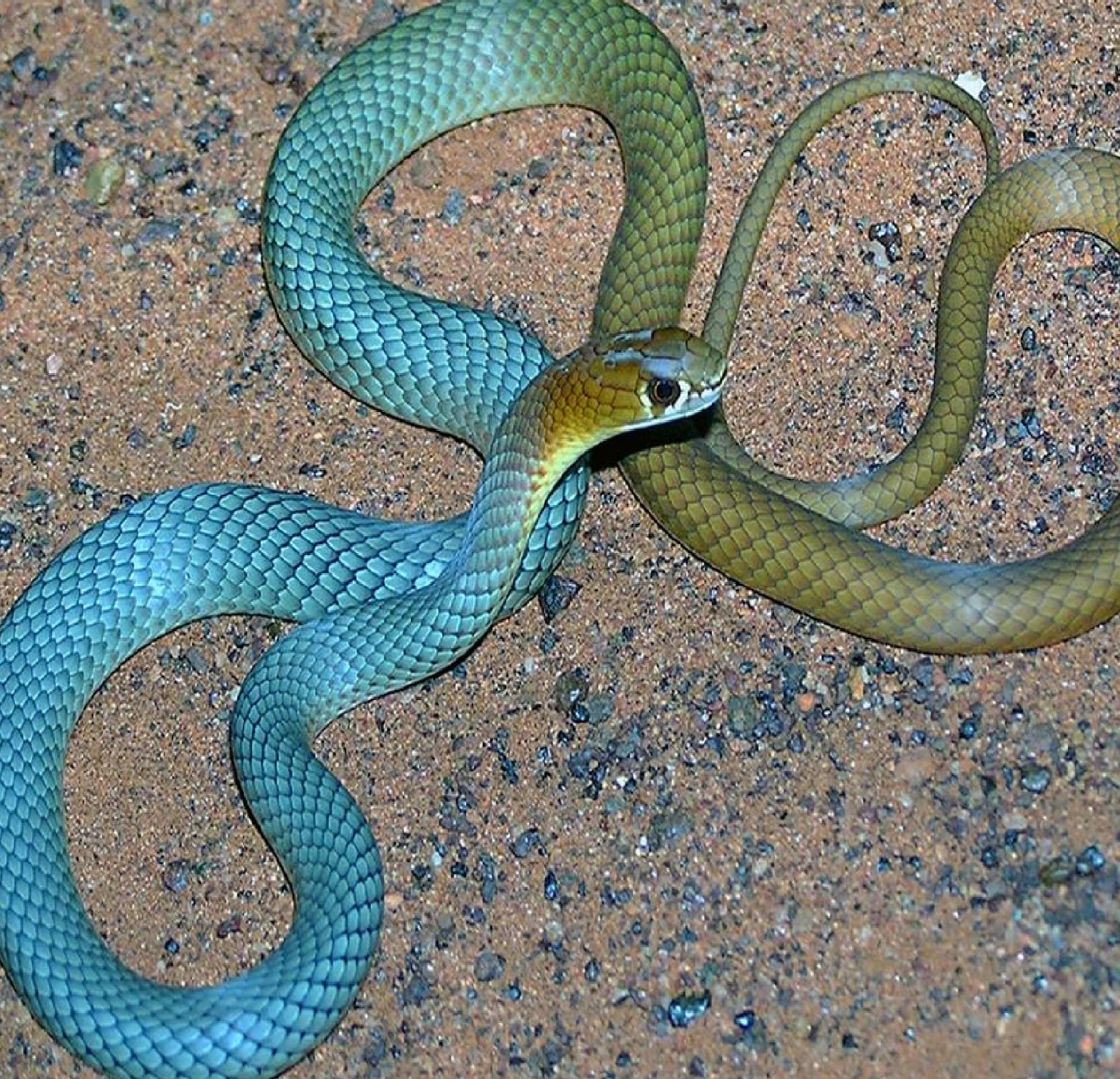 desert whip snake discovered in australia, অস্ট্রেলিয়ায় খোঁজ পাওয়া ...
