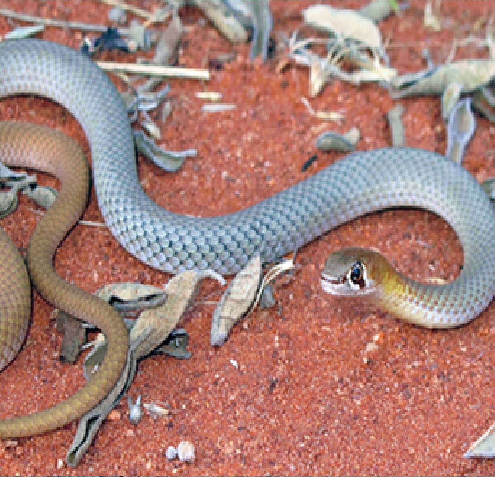 desert whip snake discovered in australia, অস্ট্রেলিয়ায় খোঁজ পাওয়া ...