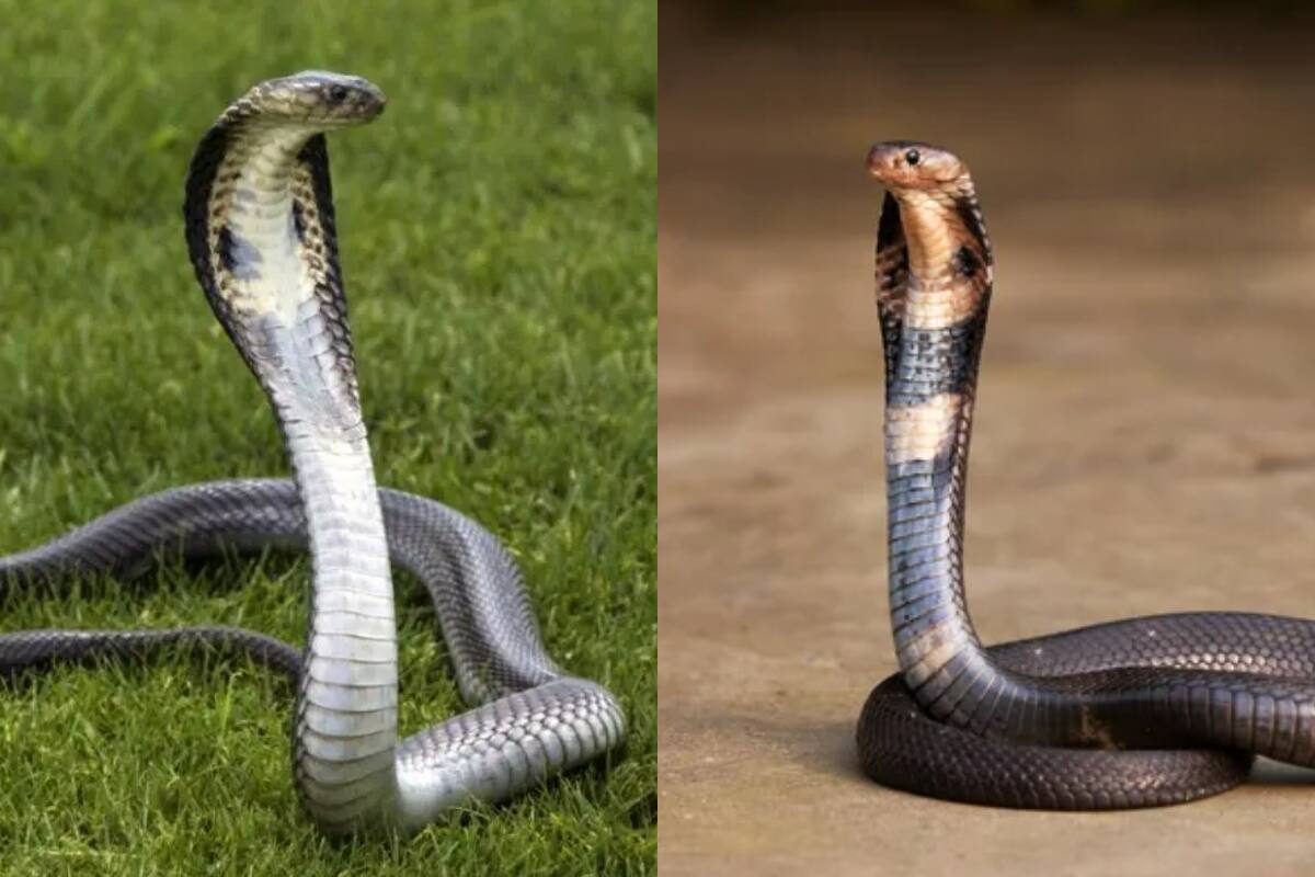 How to know which snake poisonous: কোন সাপের বিষ আছে? কোন সাপের বিষ নেই ...