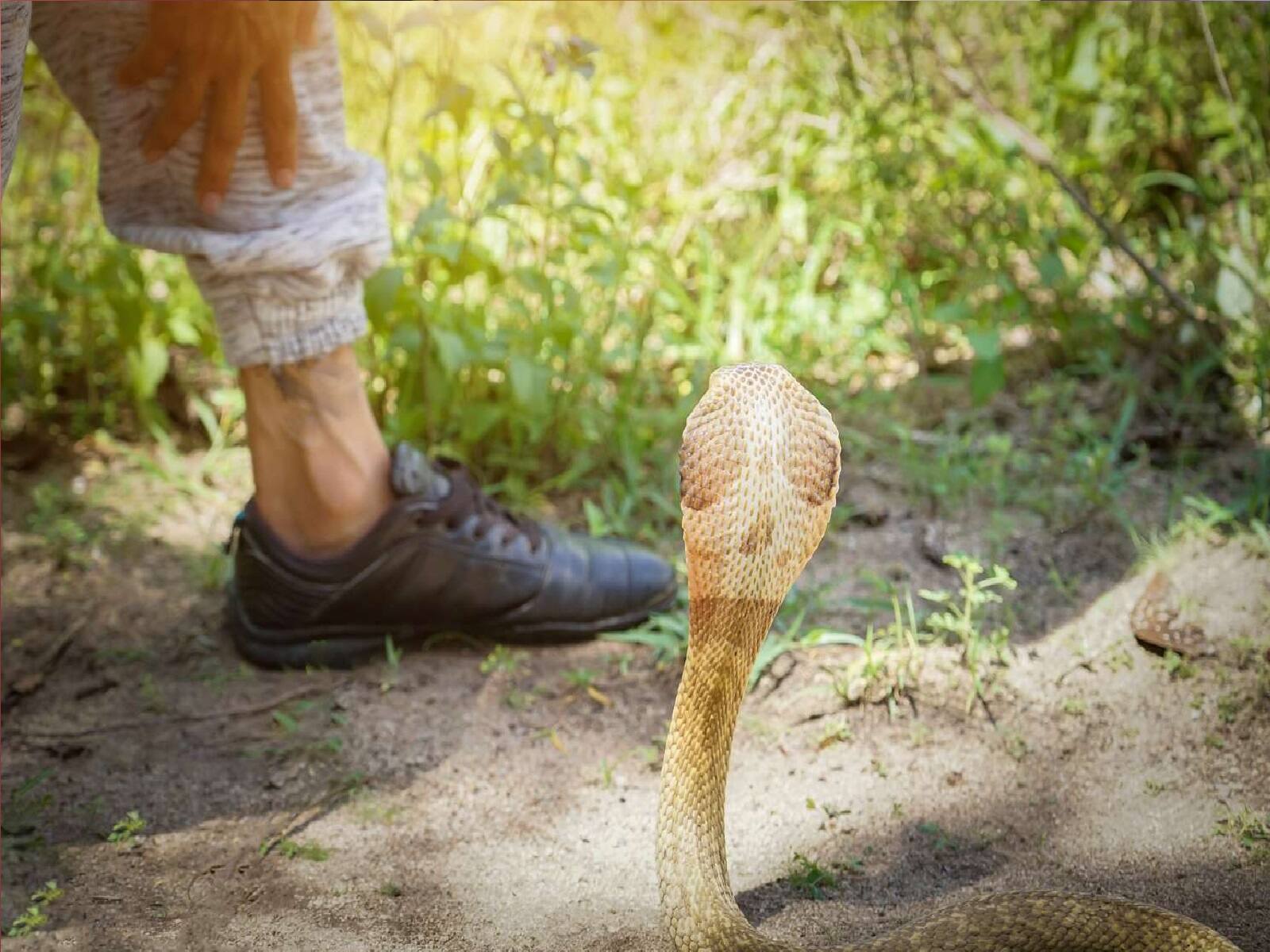 Do Snakes Take Revenge: সাপের প্রতিশোধ! সঙ্গীকে হত্যা করলে বদলা নেয় ...