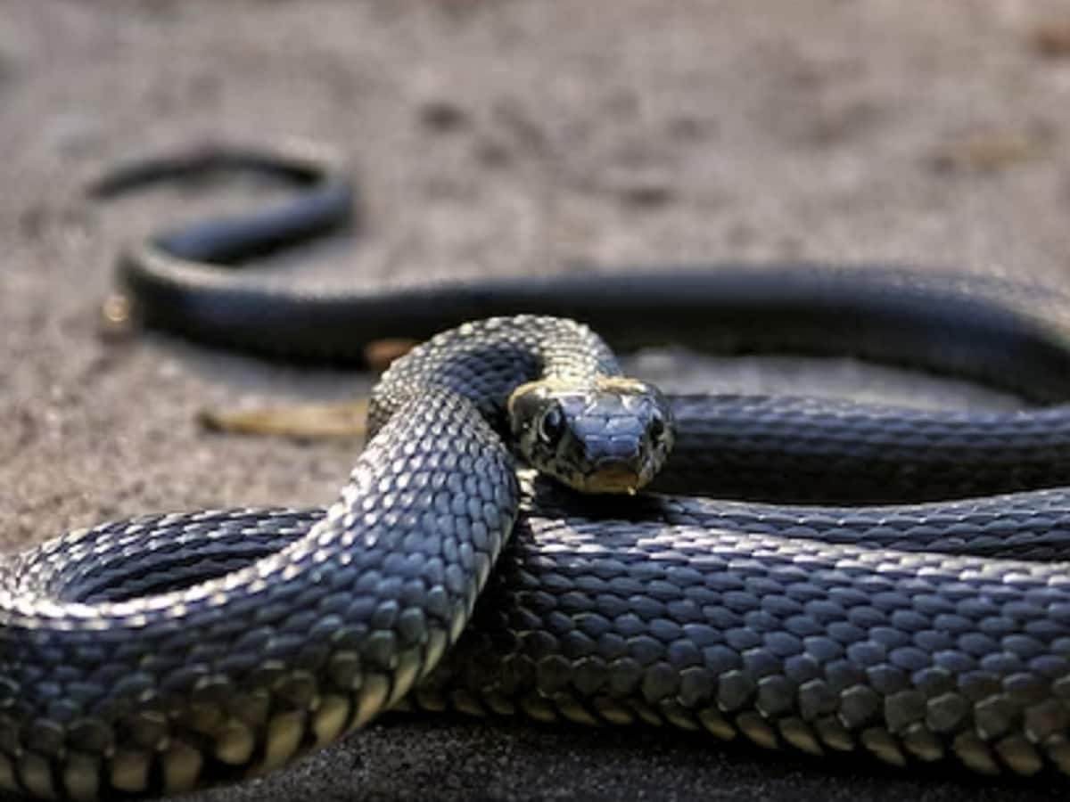 Snake Bite: সাপের কামড়? একদম ভয় পাবেন না! এই ভাবে বাঁচাতে পারেন নিজের ...
