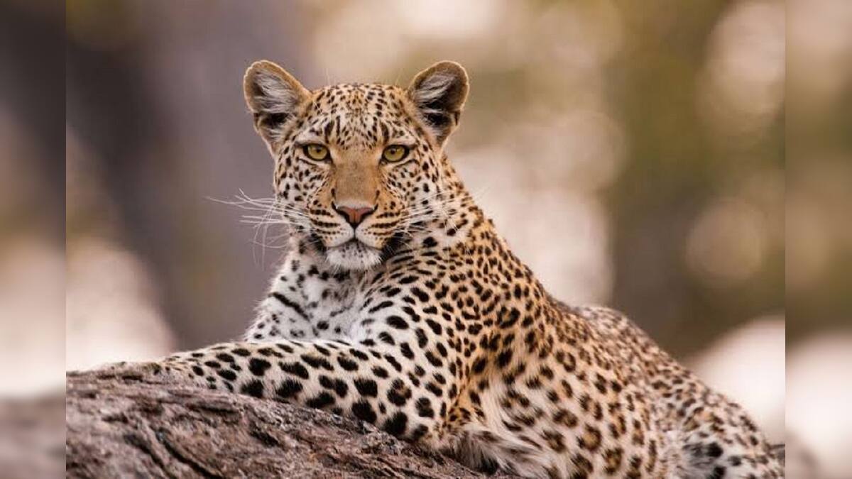 Leopard: জঙ্গলের পথে বাড়ি ফেরার সময় লেপার্ডের মুখোমুখি শিক্ষক ...