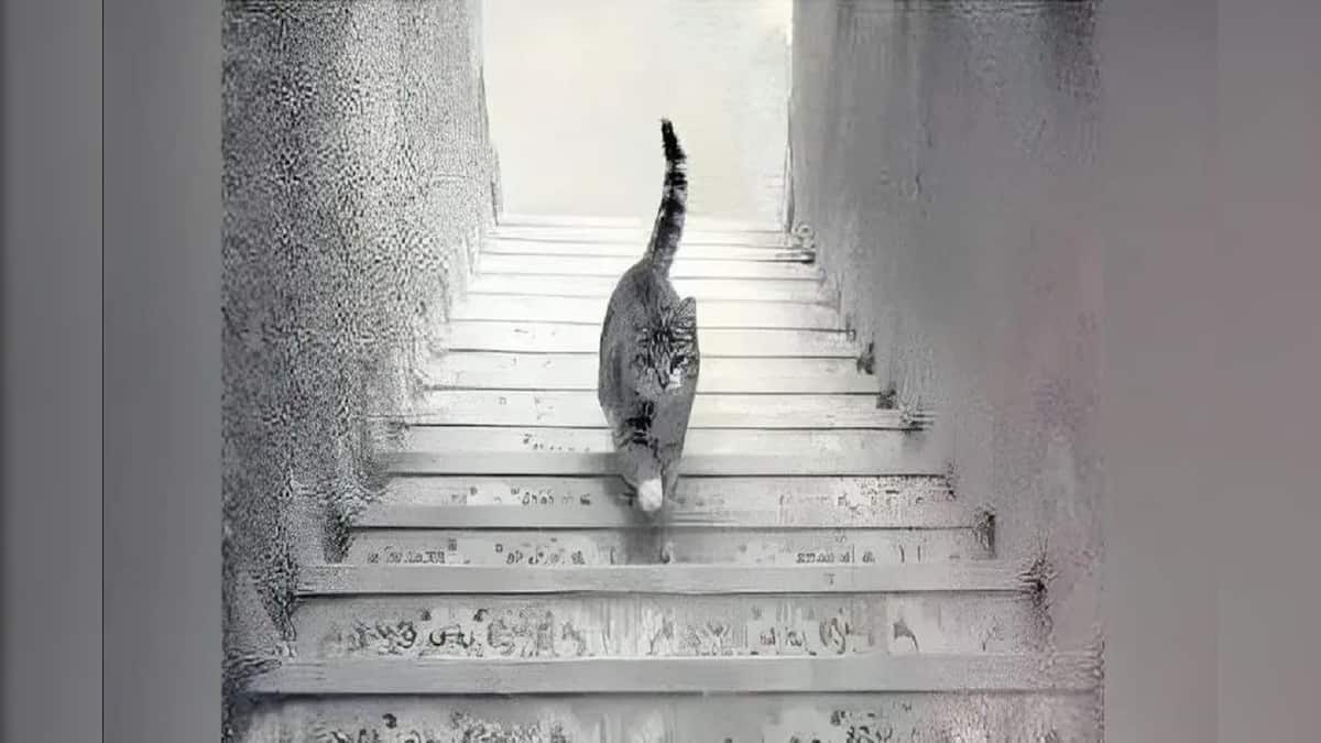 Viral News: বিড়ালটি সিঁড়ি দিয়ে উপরে উঠছে না নামছে? ছবিতেই লুকিয়ে ...