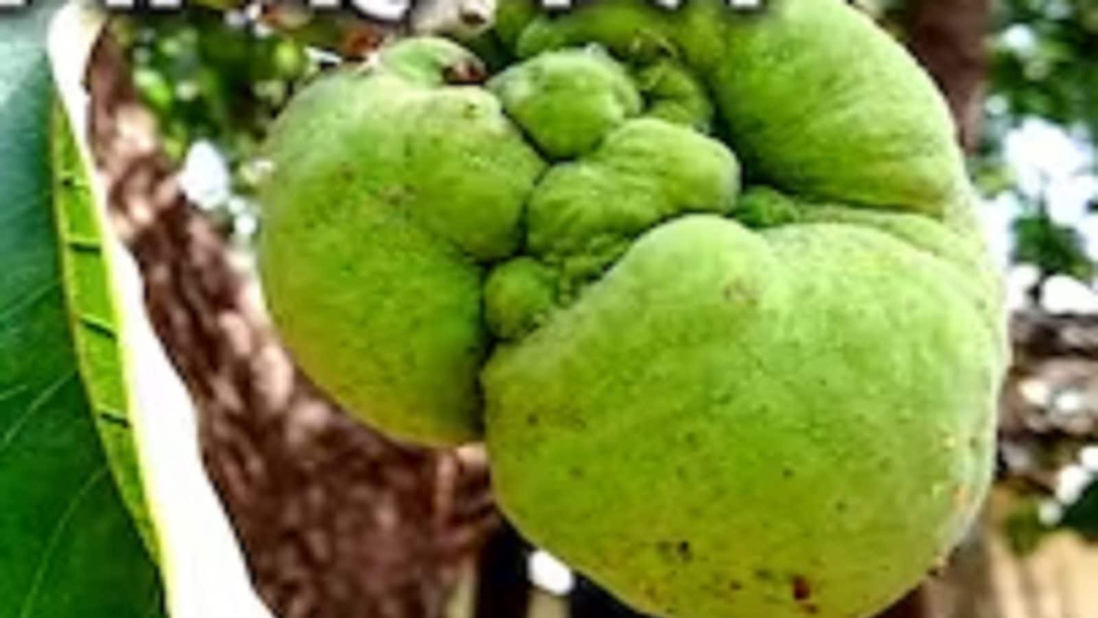 Benefits of Badhal: টক-মিষ্টি স্বাদের বিরল এই ফল দামে খুবই সস্তা ...