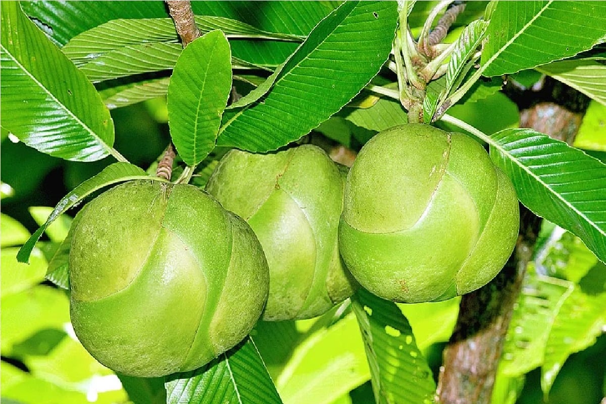 Health Tips | বাজারে দেখলে পাশ কাটিয়ে ‌যান! বনে-বাদাড়ে জন্মানো 'এই ...