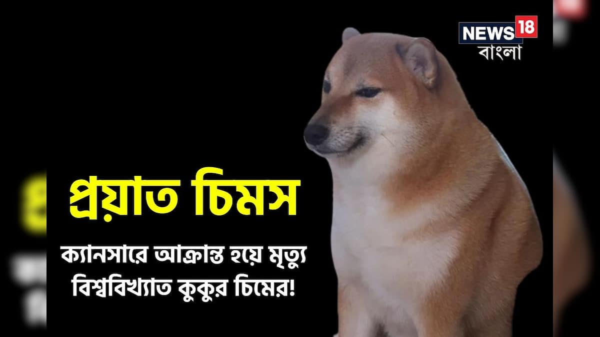 Viral Meme Dog Cheems Died ক্যানসারে আক্রান্ত হয়ে মৃত্যু বিশ্ববিখ্যাত ...