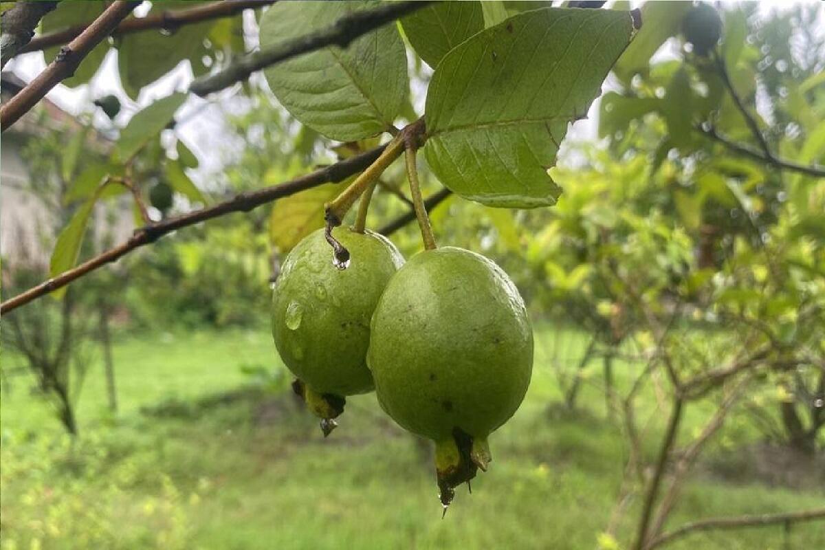 Guava Benefits | পেয়ারার অনেক গুণ! একটা পেয়ারা শরীরে কী কী করতে পারে ...