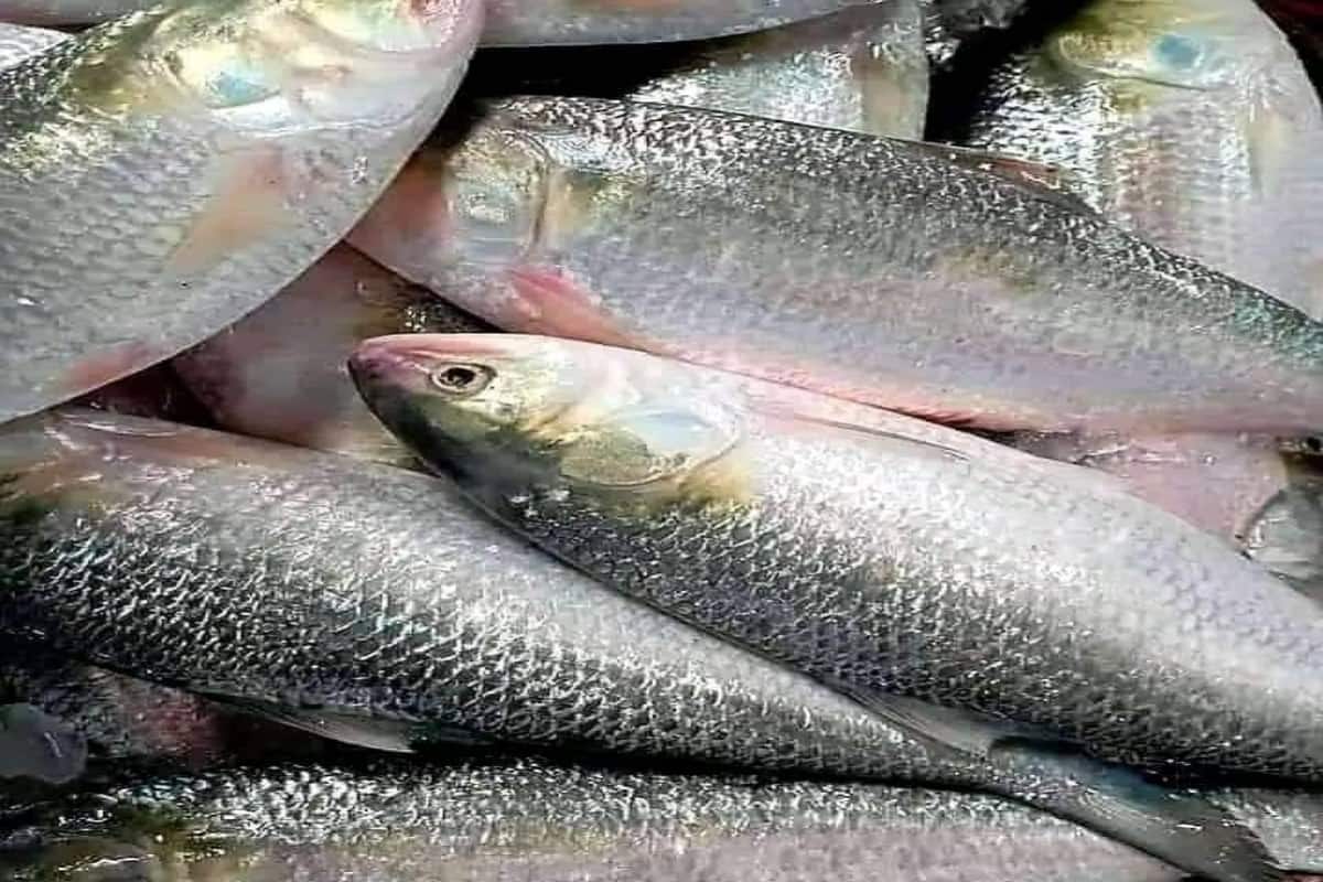 Ilish Vs Chandana: সর্বনাশ...! ইলিশ ভেবে চন্দনা কিনছেন না তো? 'আসল ...