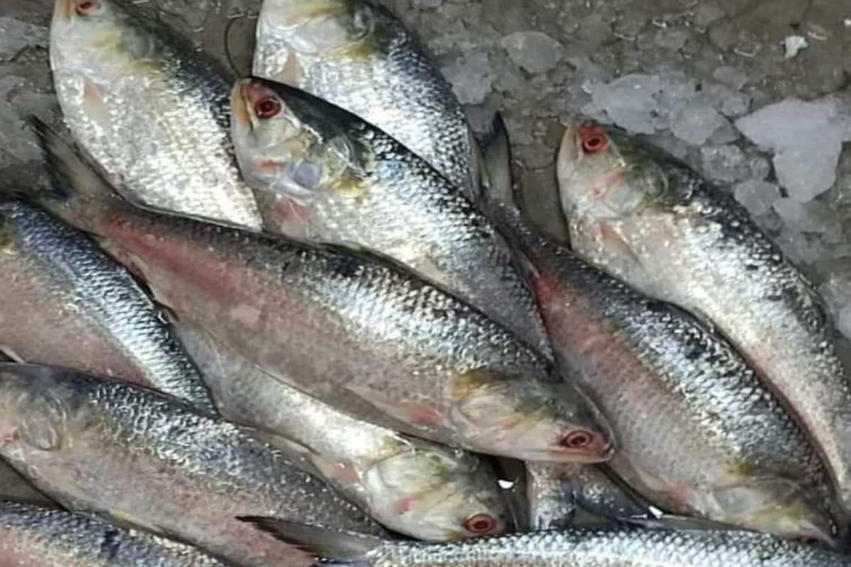 Ilish Vs Chandana: সর্বনাশ...! ইলিশ ভেবে চন্দনা কিনছেন না তো? 'আসল ...