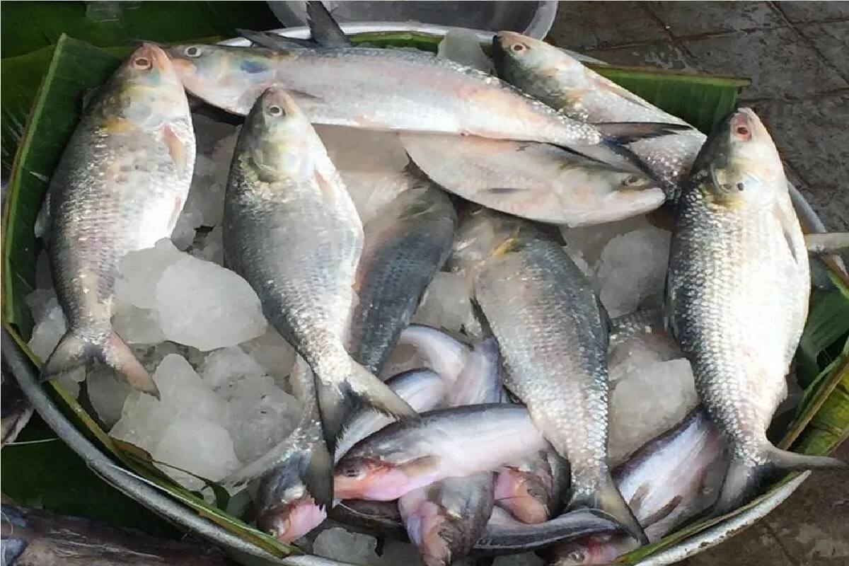 Ilish Fish | হিমোগ্লোবিন বাড়ে হুড়মুড়িয়ে, হার্ট ভাল রাখে, ইলিশের ...