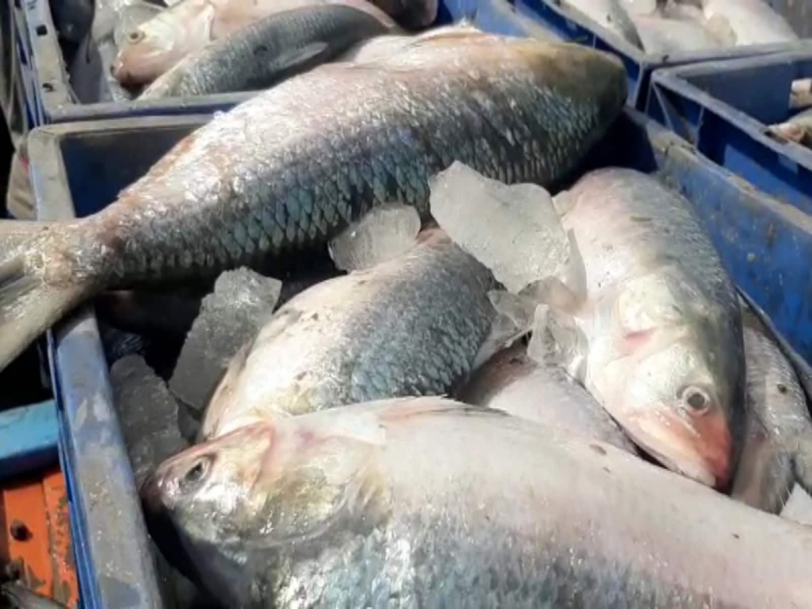 Hilsa: সুখবর! সুখবর! ২০০-৩০০ টাকা কমল ১ কেজির ইলিশ...! আজকের রেট কত ...