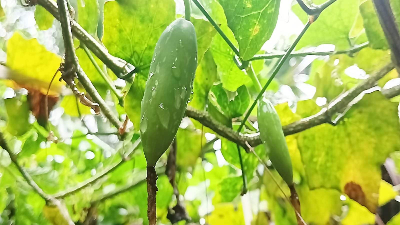 Health Tips | দেখতে ছোট, গুণে বিরাট! কুঁদরির উপকারিতা জানলে এখনই বাজার ...