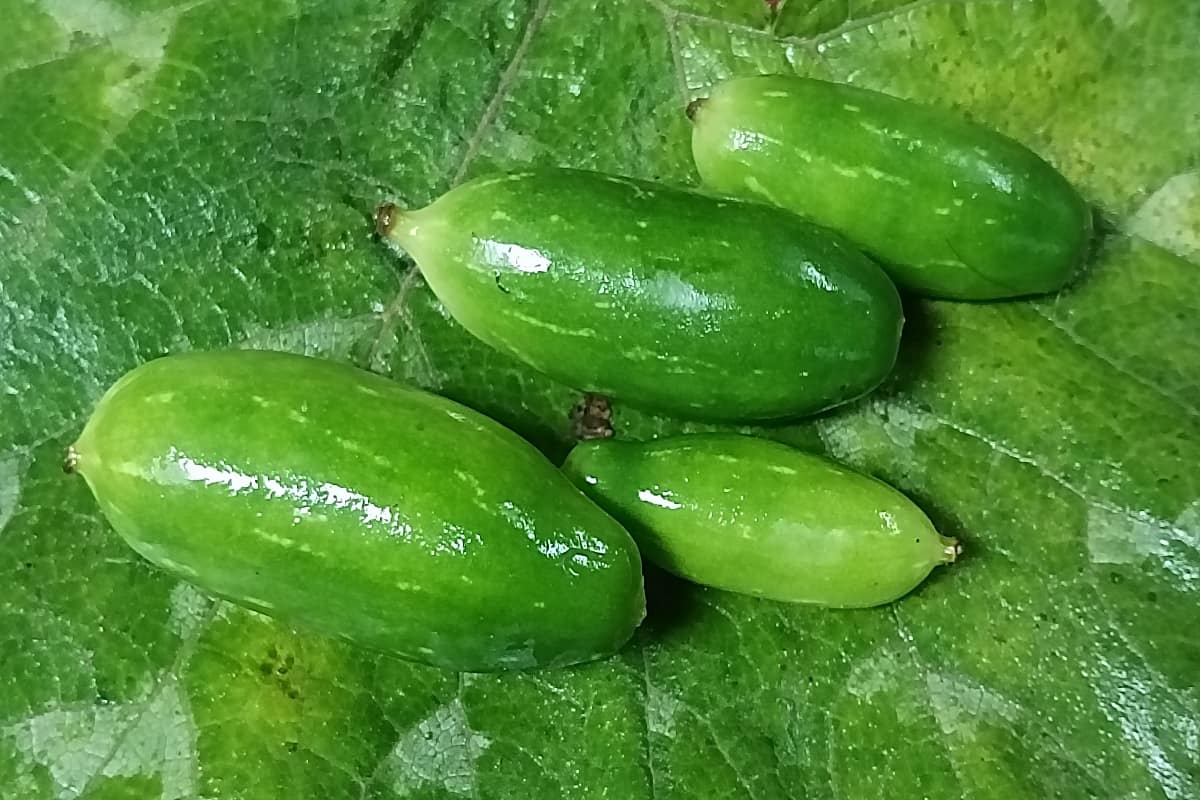 Health Tips | দেখতে ছোট, গুণে বিরাট! কুঁদরির উপকারিতা জানলে এখনই বাজার ...