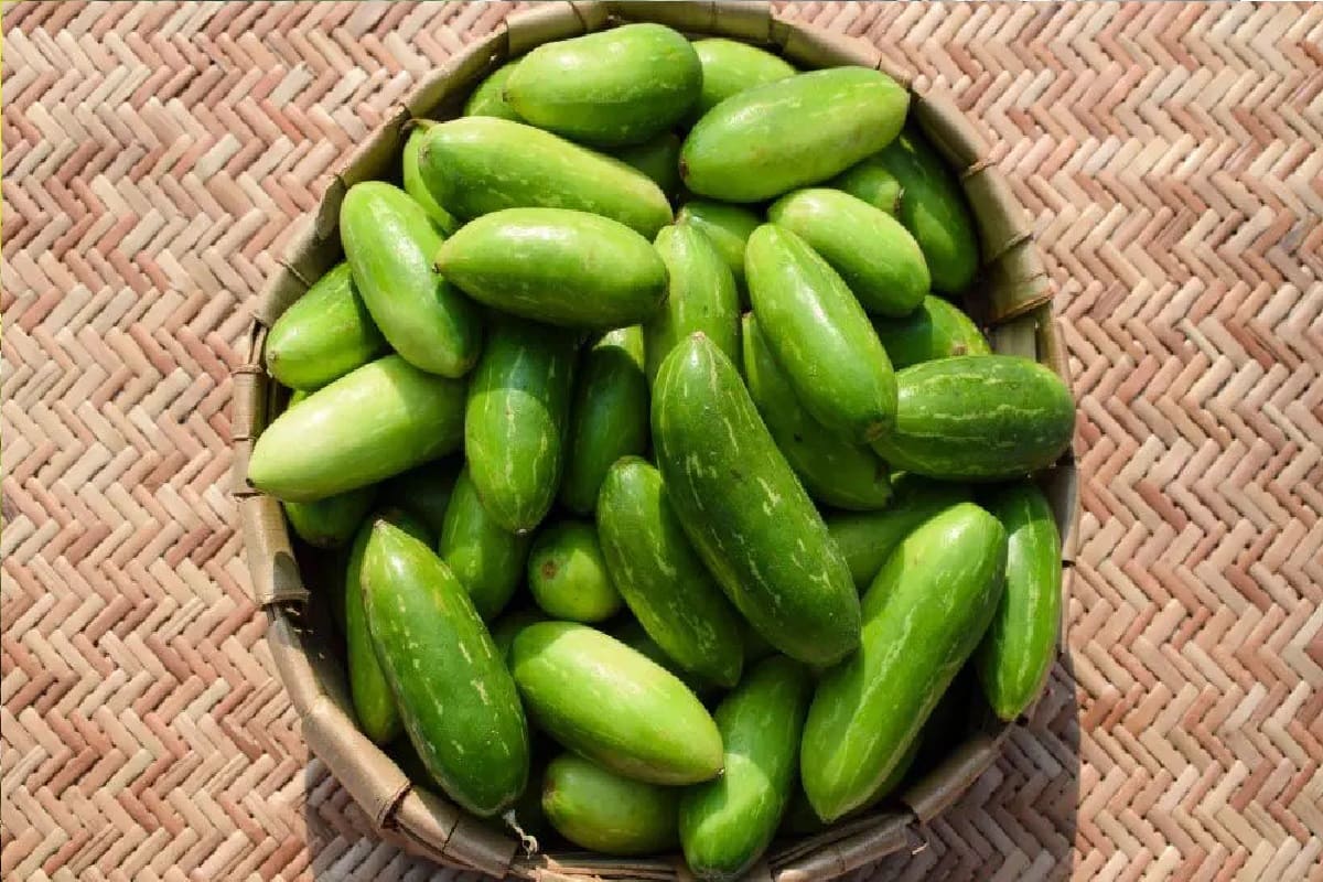 Health Tips | দেখতে ছোট, গুণে বিরাট! কুঁদরির উপকারিতা জানলে এখনই বাজার ...