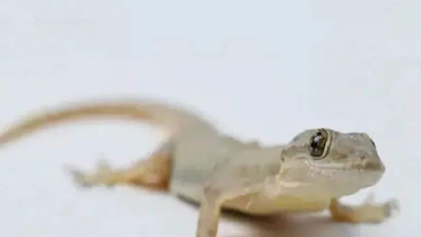 Lizard Vastu Tips | বাড়িতে কখনও লেজ কাটা টিকটিকি দেখেছেন? জানেন দেখা ...
