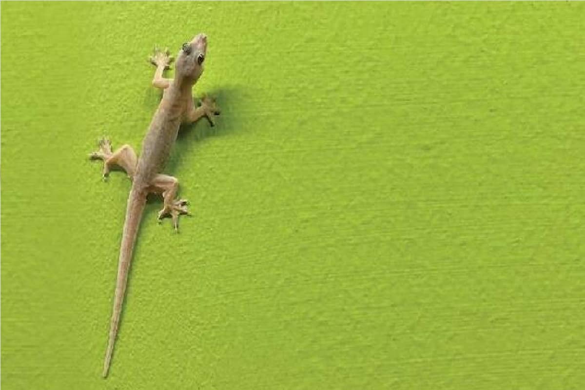 Lizard Vastu Tips | বাড়িতে কখনও লেজ কাটা টিকটিকি দেখেছেন? জানেন দেখা ...