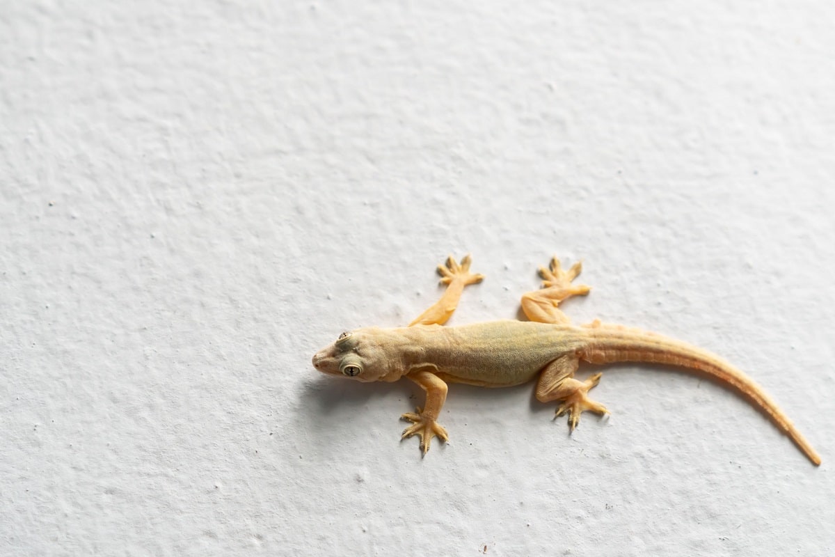 Lizard Vastu Tips | বাড়িতে কখনও লেজ কাটা টিকটিকি দেখেছেন? জানেন দেখা ...
