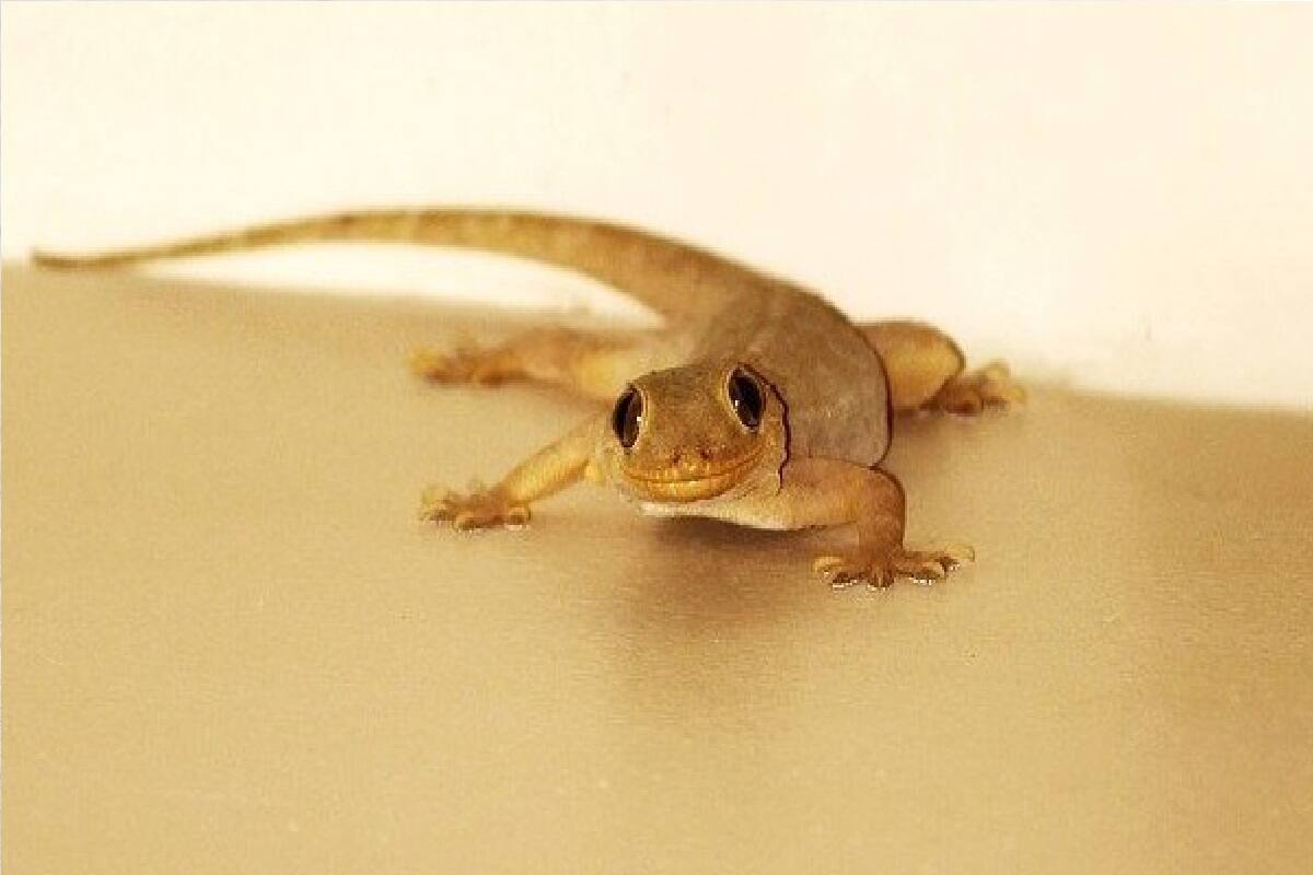 Lizard Vastu Tips | বাড়িতে কখনও লেজ কাটা টিকটিকি দেখেছেন? জানেন দেখা ...