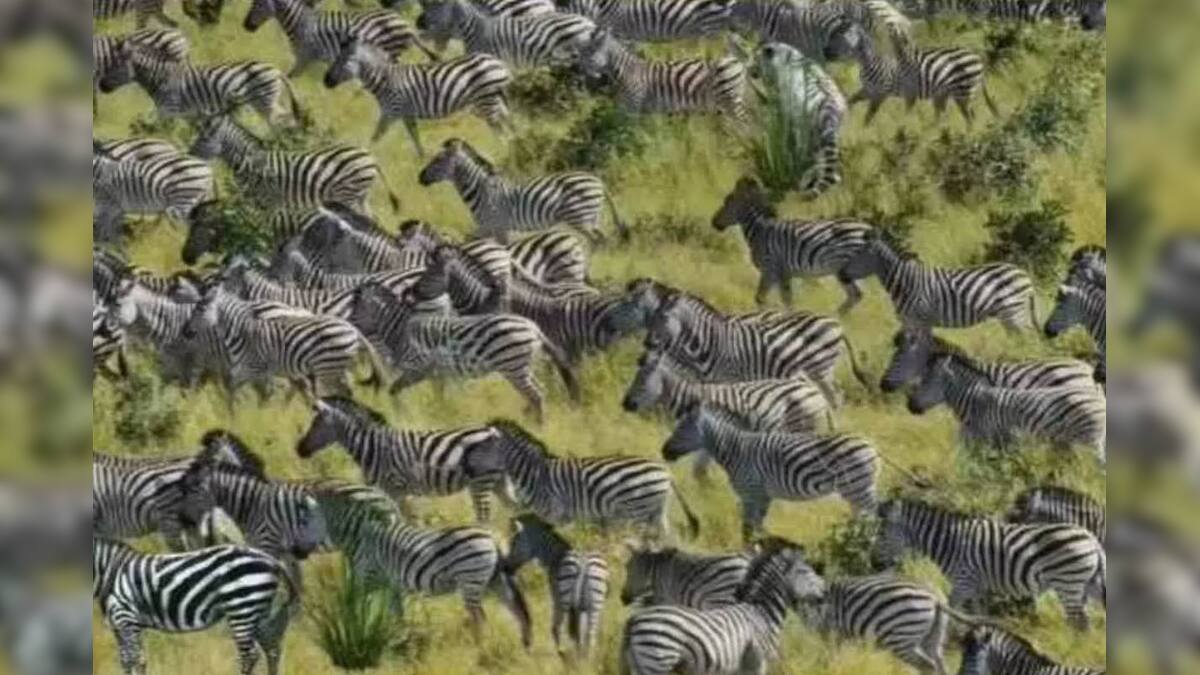 Optical Illusion: তৃণভূমিতে এক পাল জেব্রার মধ্যে গা-ঢাকা দিয়েছে একটি ...