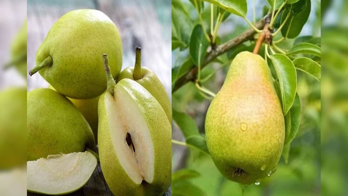 Pears Health Benefits in Diabetes Control | Diabetes Control Tips ...