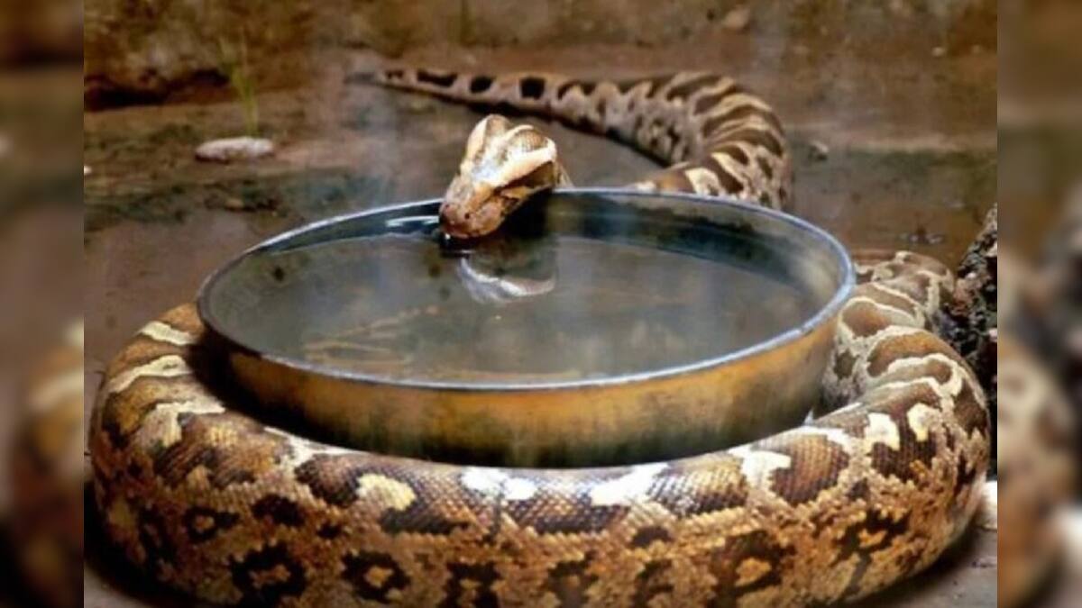 Viral Video of Python ঘরের চালে বিকট শব্দ, দেখতে গিয়েই ভয়ঙ্কর-অবিশ্বাস্য! এত বড় সাপ? দেখুন ...