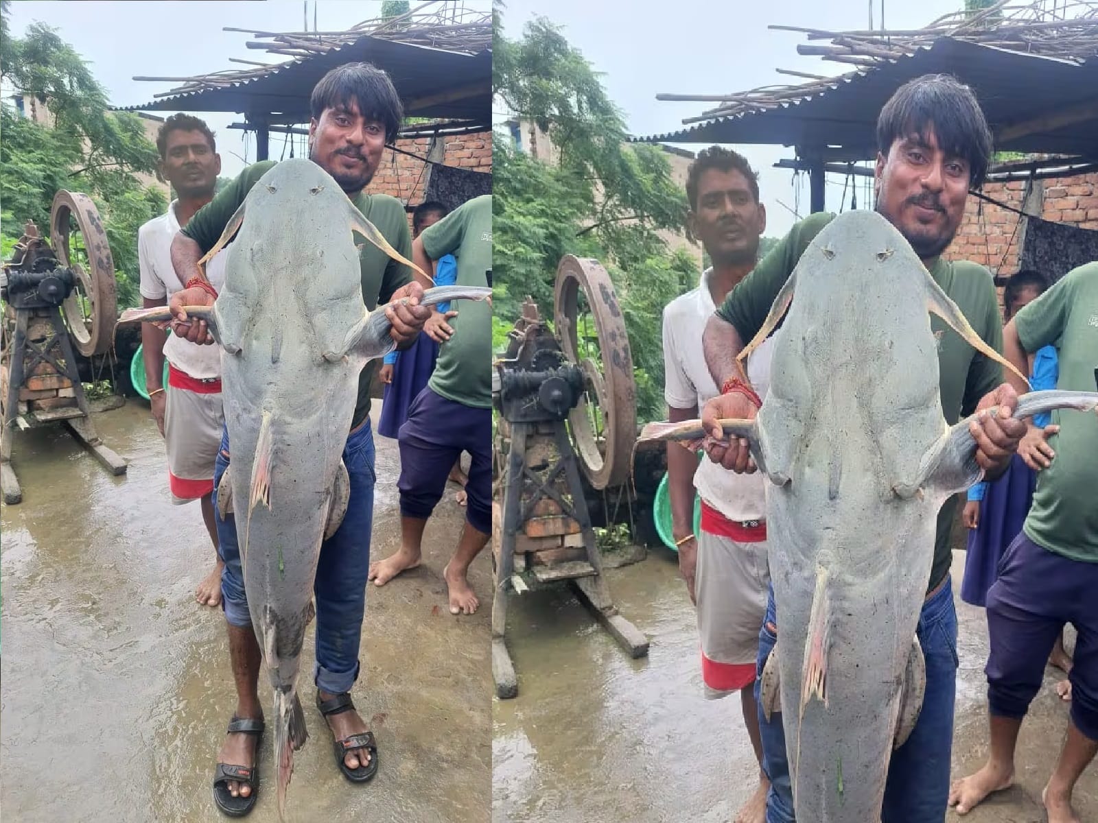 Rare Big Fish | মাছ নাকি সাক্ষাৎ দানব! খালে তাণ্ডব করছিল ৫৫ কেজির বিশাল ...