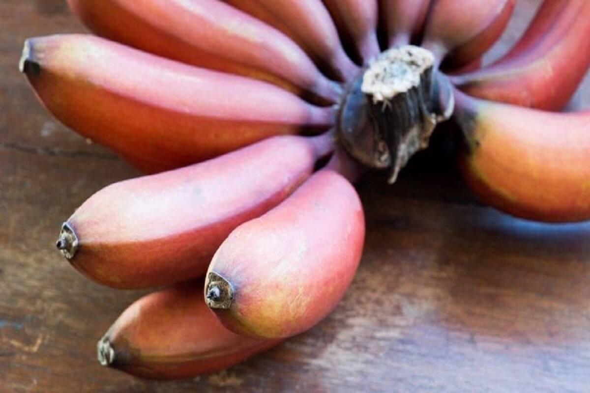 Red Banana Health Benefits পায়ের ব্যথায় কাবু? হলুদ-সবুজ কলা ছেড়ে লাল ...