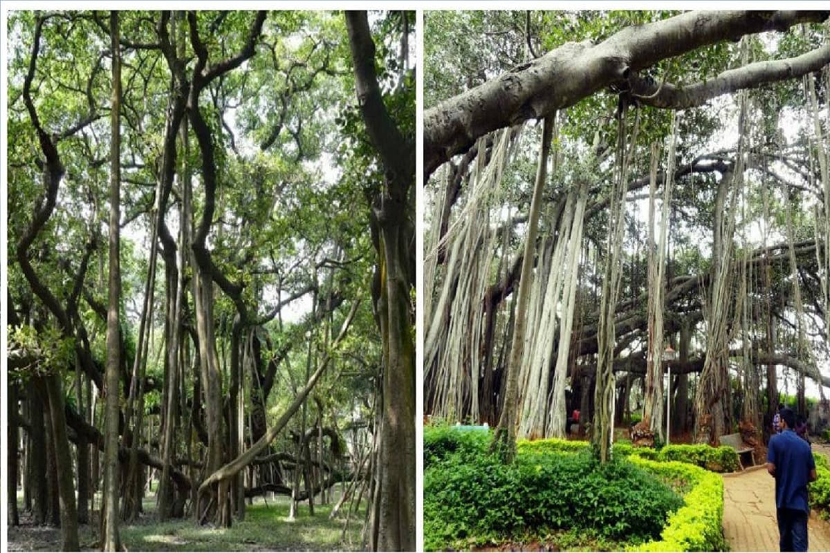 Knowledge Story | বোটানিক্যাল গার্ডেনের বুড়ো বটগাছের আসল বয়স কত জানেন ...