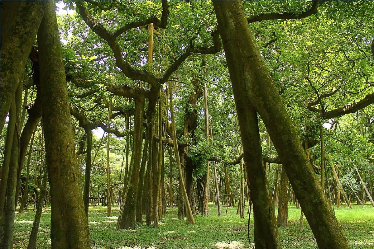 Knowledge Story | বোটানিক্যাল গার্ডেনের বুড়ো বটগাছের আসল বয়স কত জানেন ...
