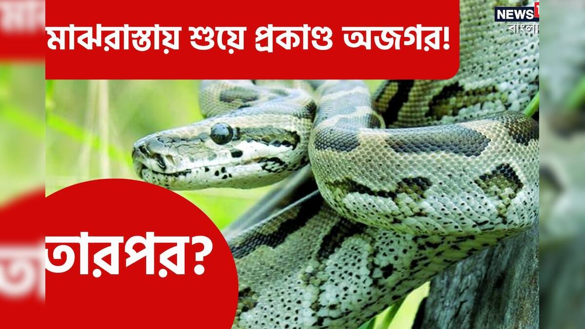 python। wildlife। viral video। up। pilibhit, viral news। offbeat ...