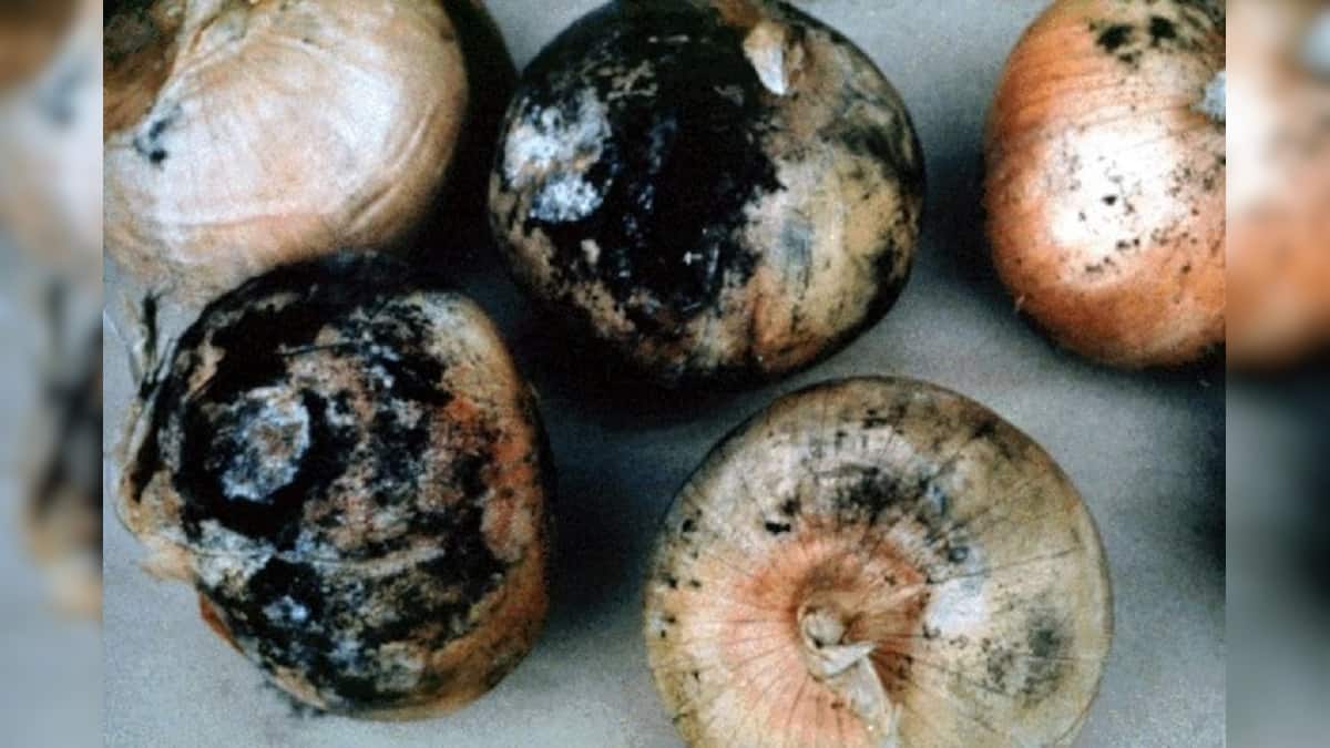 Onion Black Mold : কালো ছোপ থাকা পেঁয়াজ খাচ্ছেন? অজান্তেই নিজের বড় ...