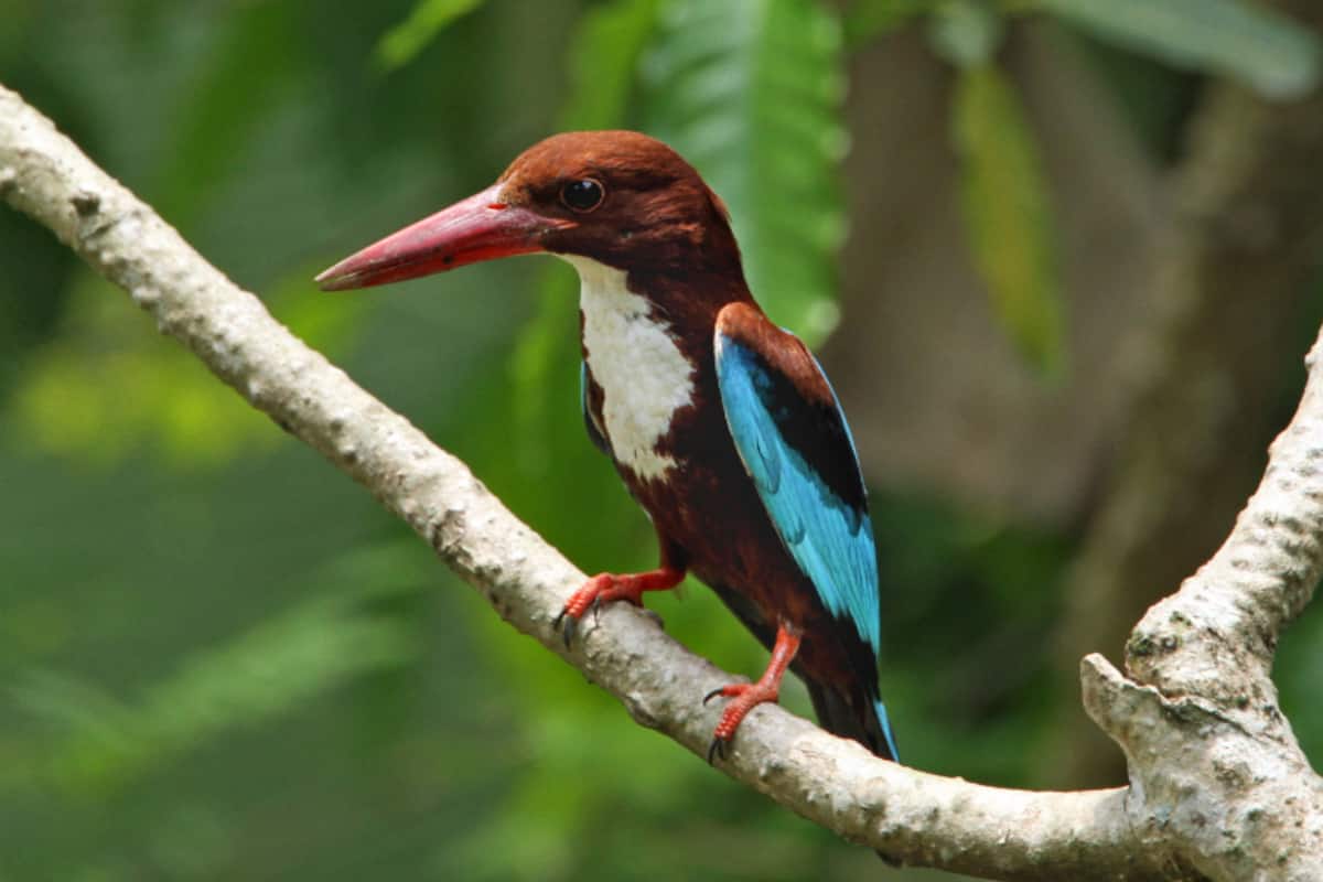 What is The State Bird of West Bengal: বলুন তো পশ্চিমবঙ্গের রাজ্য পাখির ...