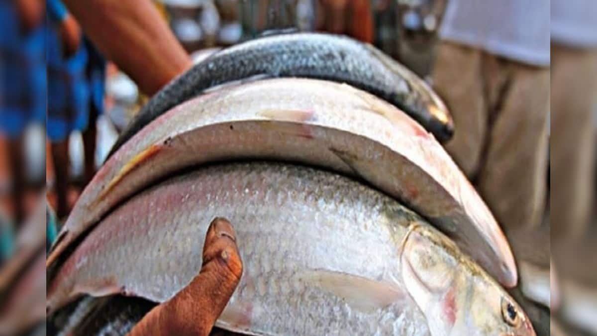 Ilish Vs Chandana: সর্বনাশ...! ইলিশ ভেবে চন্দনা কিনছেন না তো? 'আসল ...