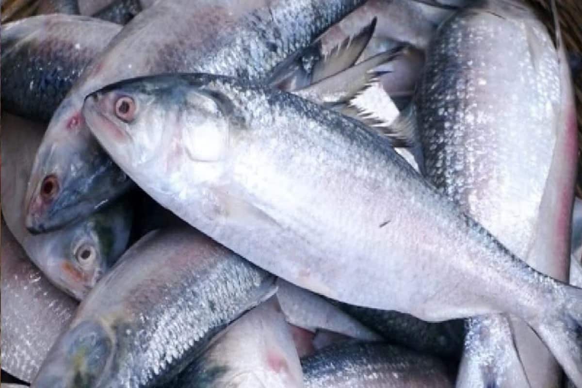 Ilish Vs Chandana: সর্বনাশ...! ইলিশ ভেবে চন্দনা কিনছেন না তো? 'আসল ...