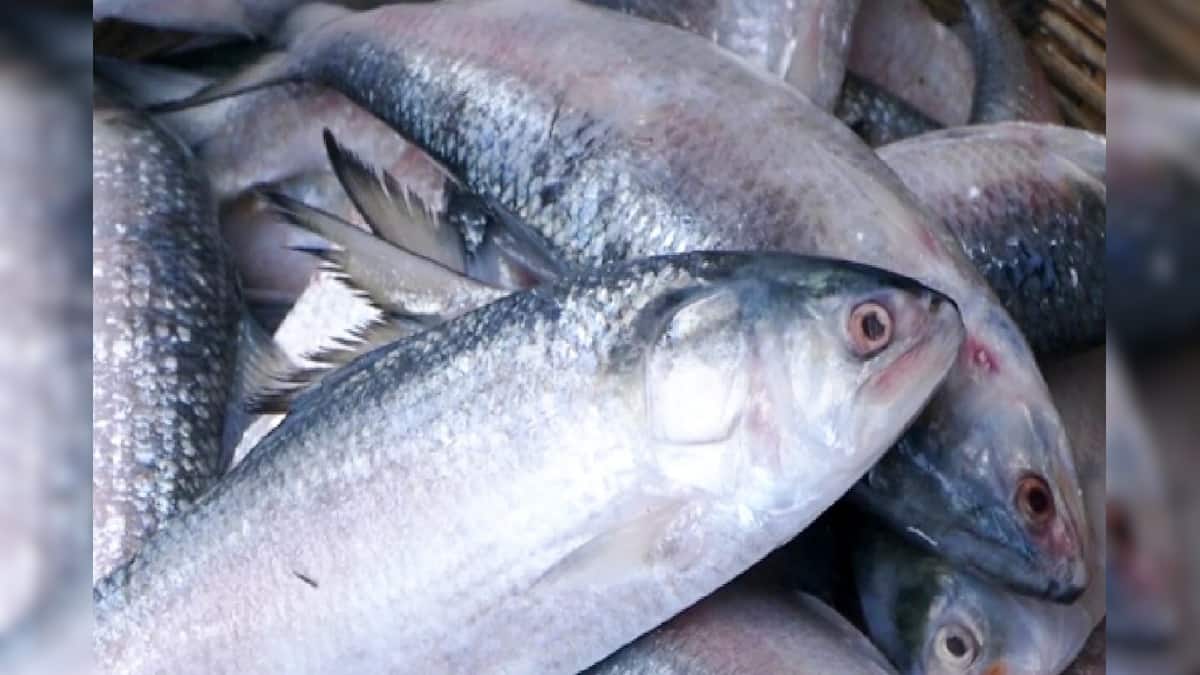 why hilsha fish is tasteless now, reason says fish minister, ইলিশের ...