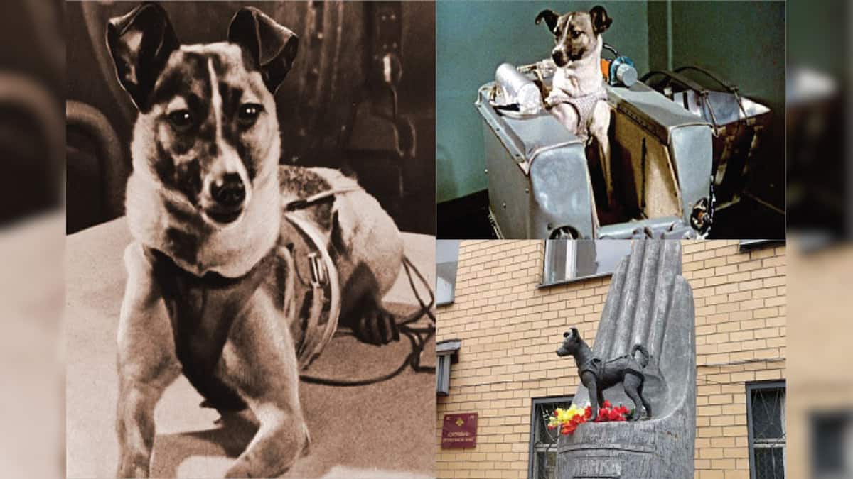 Knowledge Story Dog Laika মহাকাশে গিয়েছিল পথকুকুর লাইকা, কী হয়েছিল ...