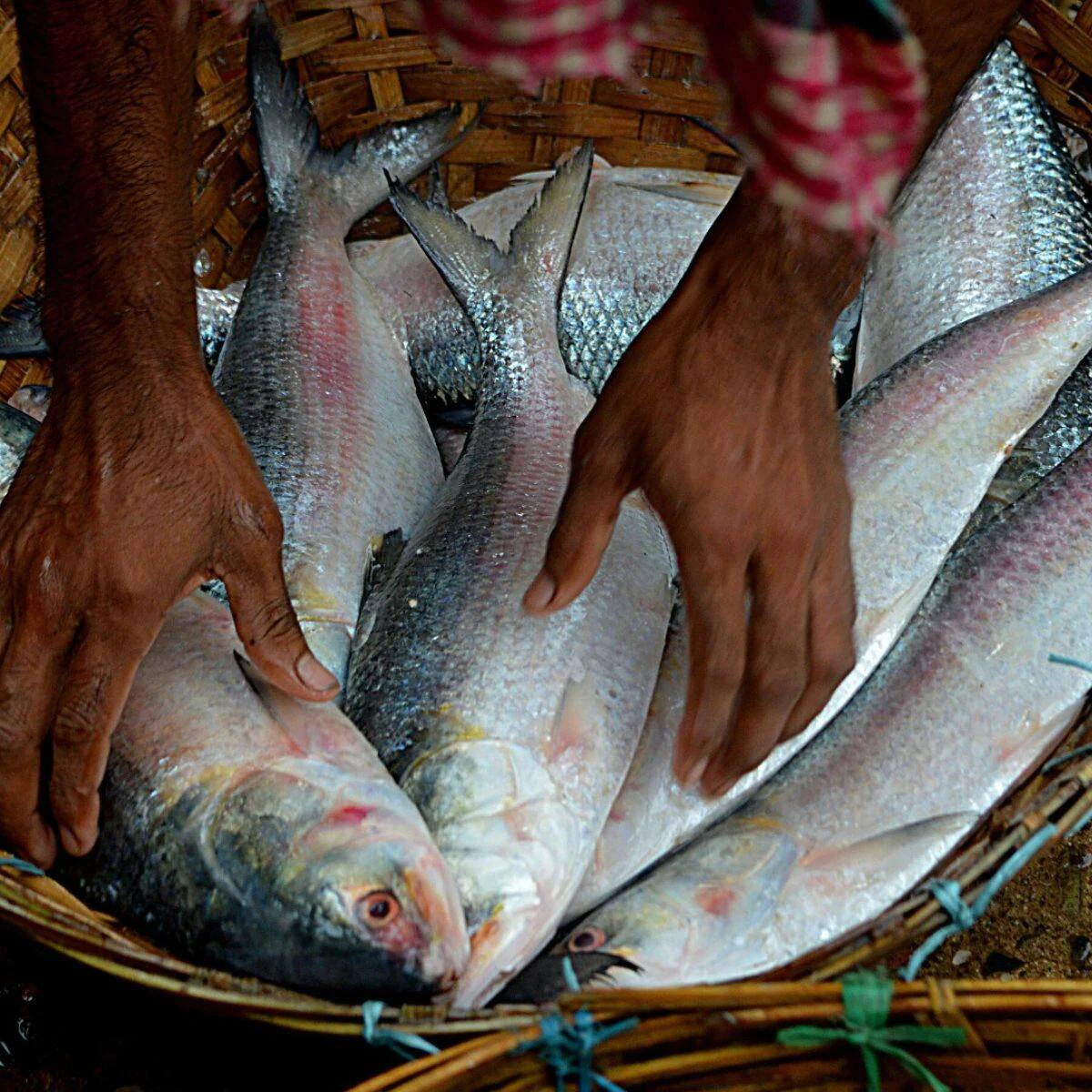 Hilsa: সুখবর! সুখবর! ২০০-৩০০ টাকা কমল ১ কেজির ইলিশ...! আজকের রেট কত ...