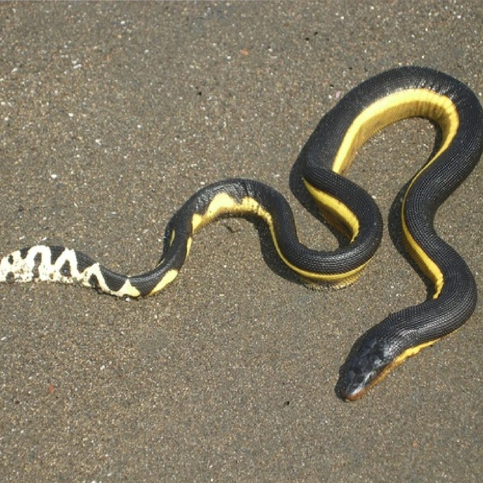 yellow belly snake fear in digha beaches, দিঘার বিচে ইয়েলো বেলি সাপের ...
