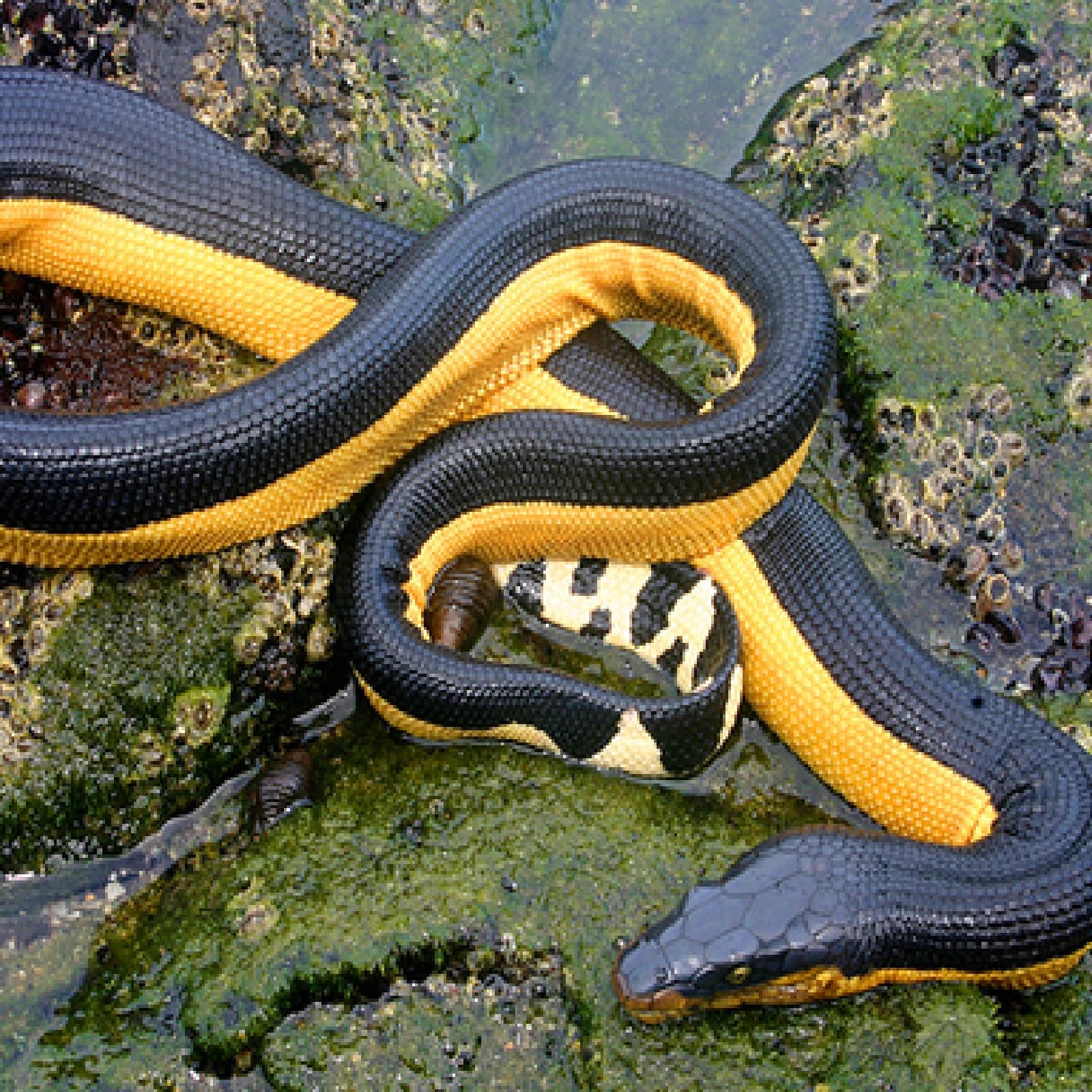 yellow belly snake fear in digha beaches, দিঘার বিচে ইয়েলো বেলি সাপের ...
