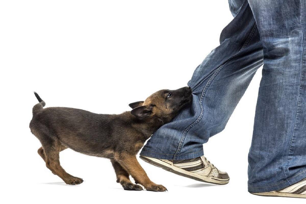 Dog Bite কুকুর কামড়ালে প্রথমেই কী করবেন না জানুন, ভয় না পেয়ে এই ...