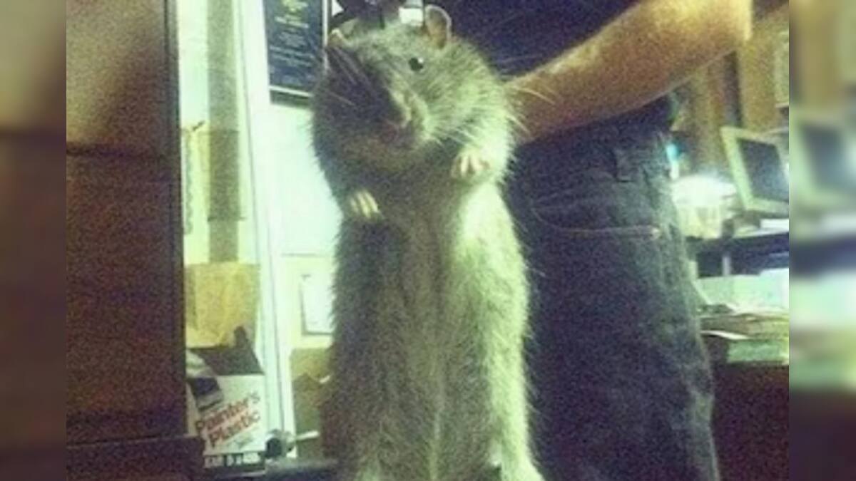 Biggest rats ever seen in New York: ইঁদুর তো নয়, যেন এক-একটি কুকুরছানা ...